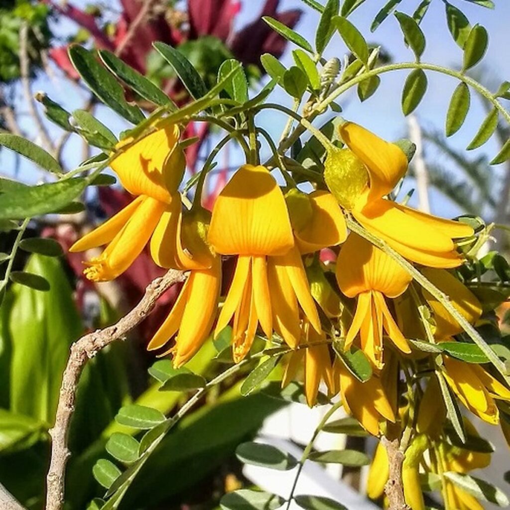 29 Hawaiian Flowers Names: Tropical Blooms to Brighten Your Day