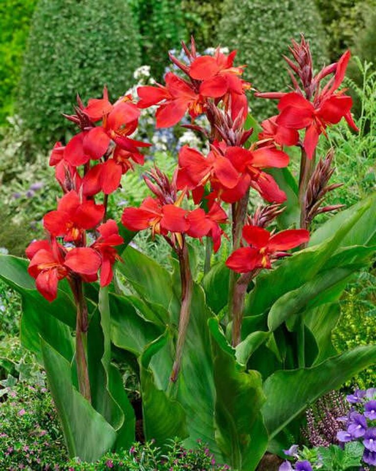 30 Stunning Types of Canna Lily Varieties for Garden Paradise