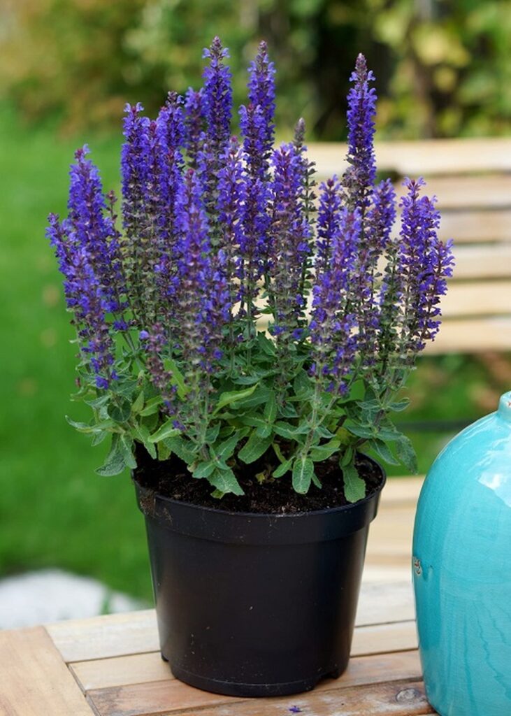 36 Gorgeous Violet Flowers to Brighten Your Garden Today