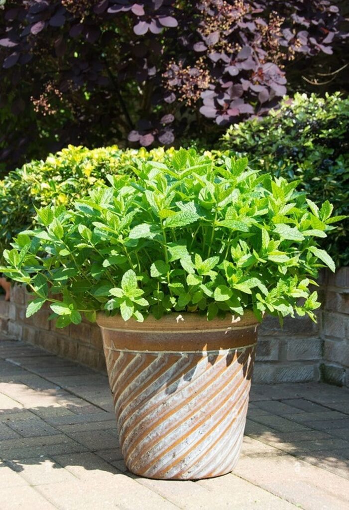 14 Effective Plants That Keep Lizards Away From Home & Garden