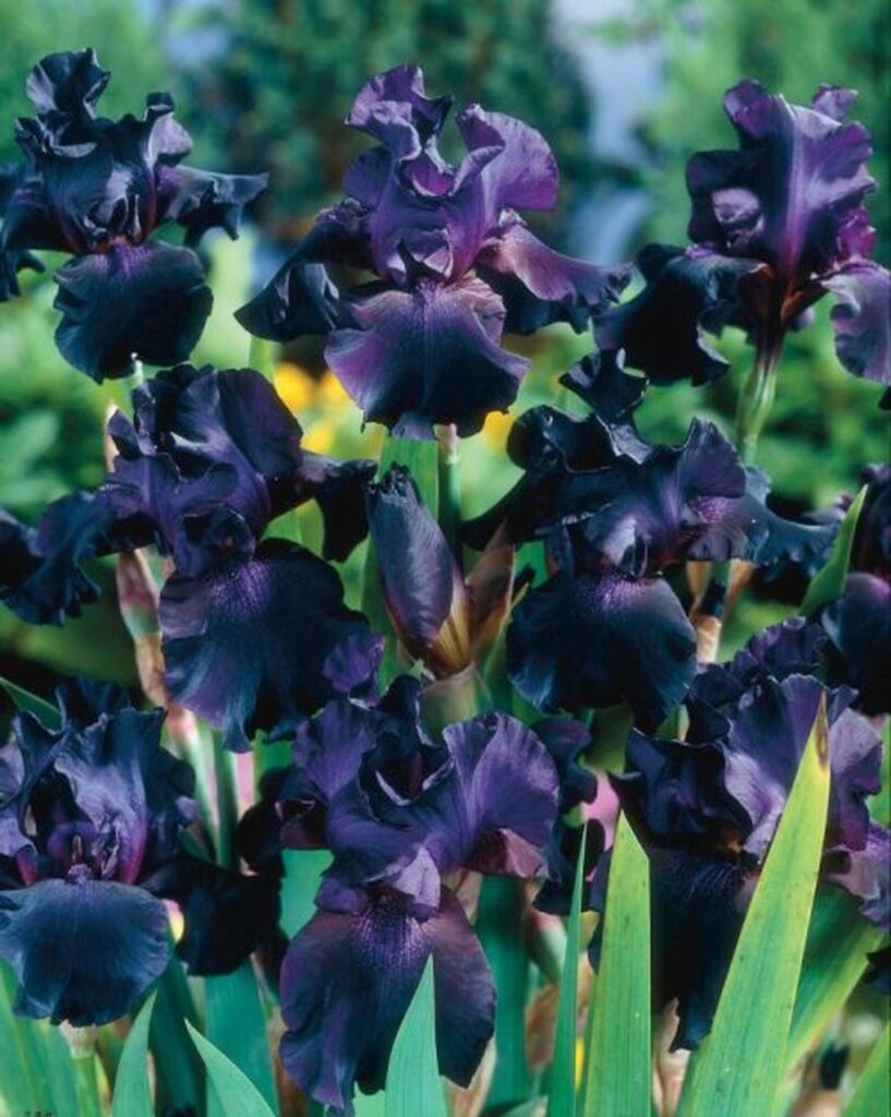 17 Stunning Navy Blue Flowers to Brighten Your Garden