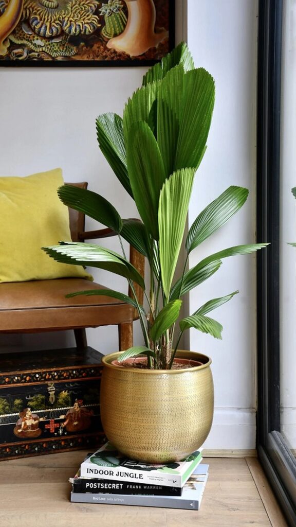21 Gorgeous Low Light Indoor Palms That Need No Sunlight