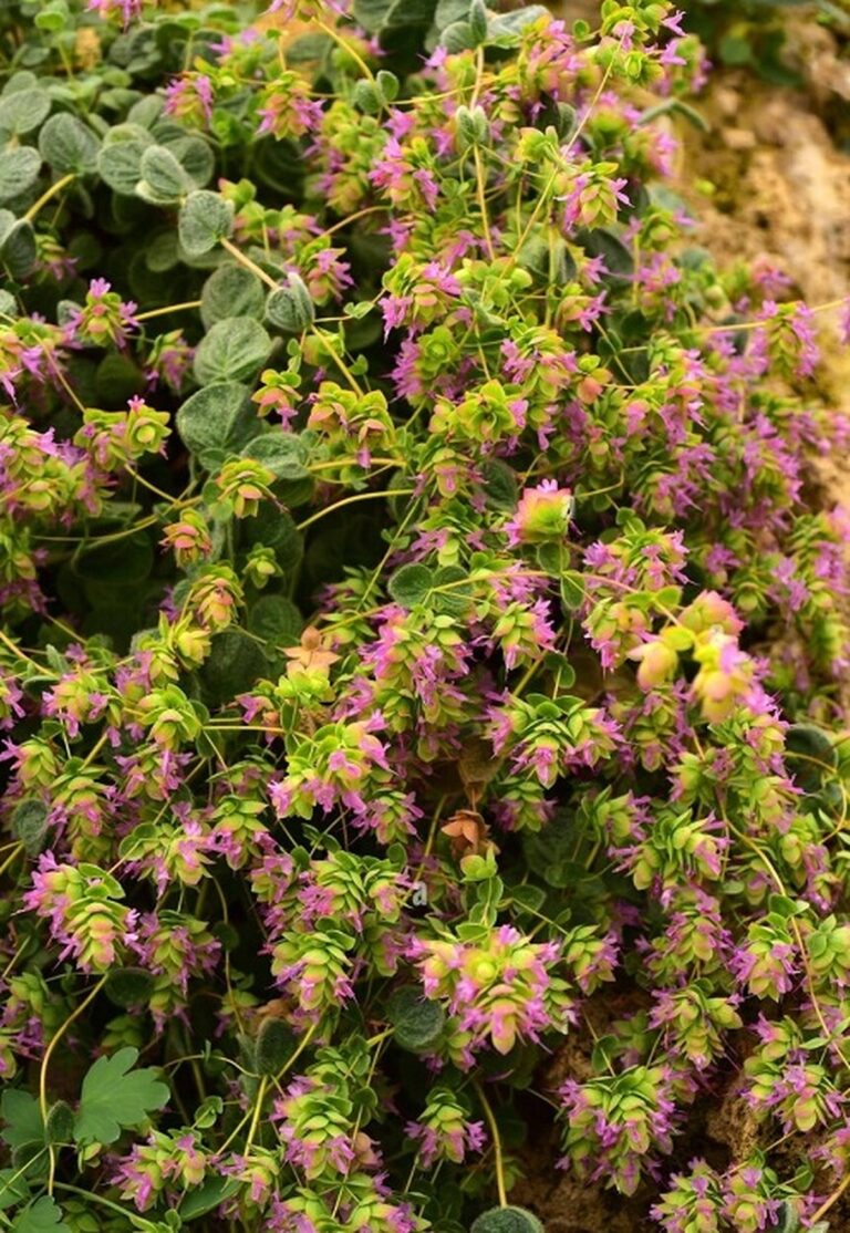 22 Beautiful Greek Flowers to Brighten Your Garden Today