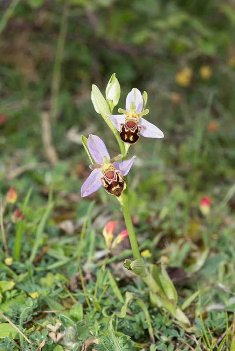 16 Beautiful German Flowers to Brighten Your Garden