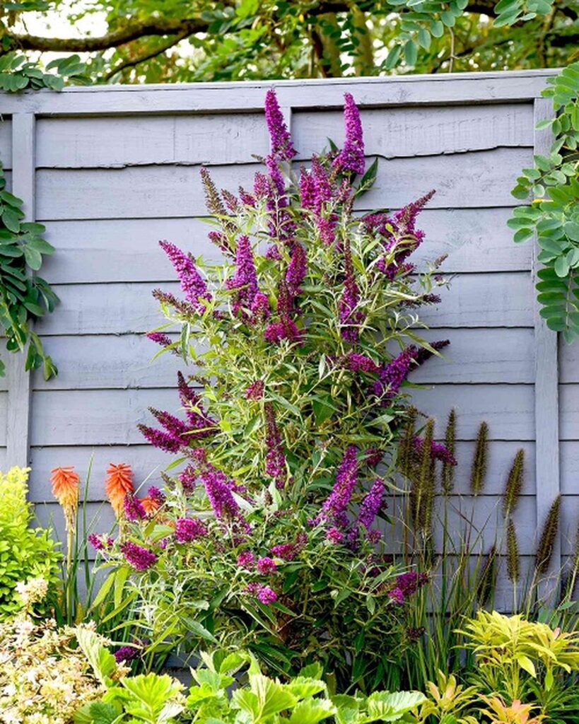 11 Stunning Bushes with Purple Flowers in Arizona to Enjoy