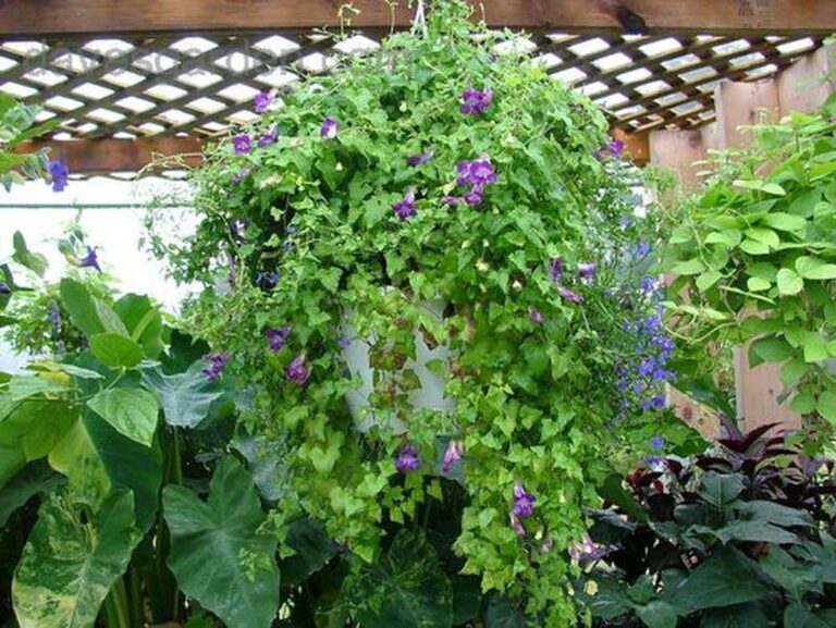 35 Gorgeous Vines for Containers Perfect for Your Garden Space