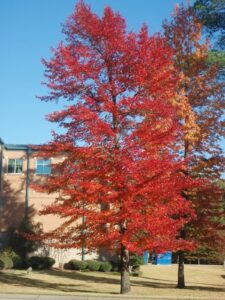 15 Exotic Trees With Red Leaves All Year for Your Garden