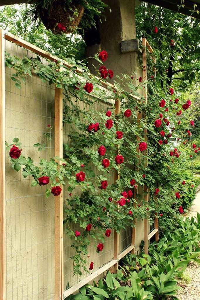 26 Beautiful DIY Rose Trellis Ideas for Your Garden