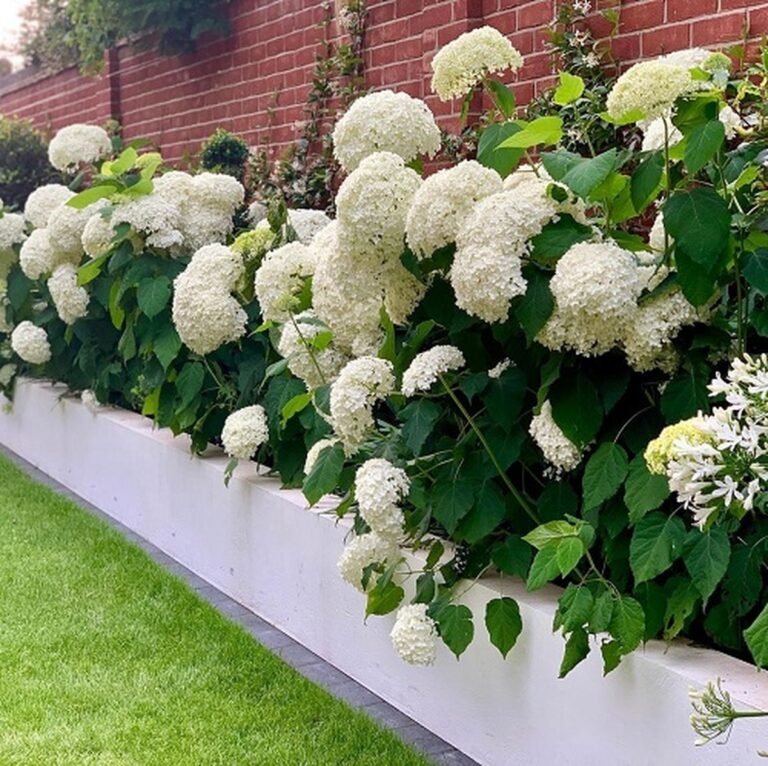 25 Beautiful Annabelle Flowers Ideas for Your Garden Paradise