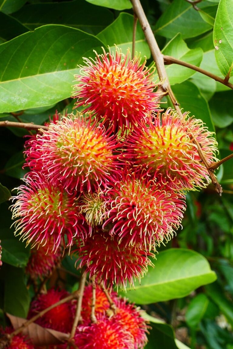 19 Most Fascinating Strange Fruits Around the World