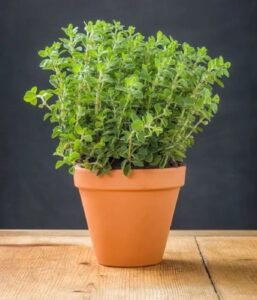 14 Effective Plants That Keep Lizards Away From Home & Garden