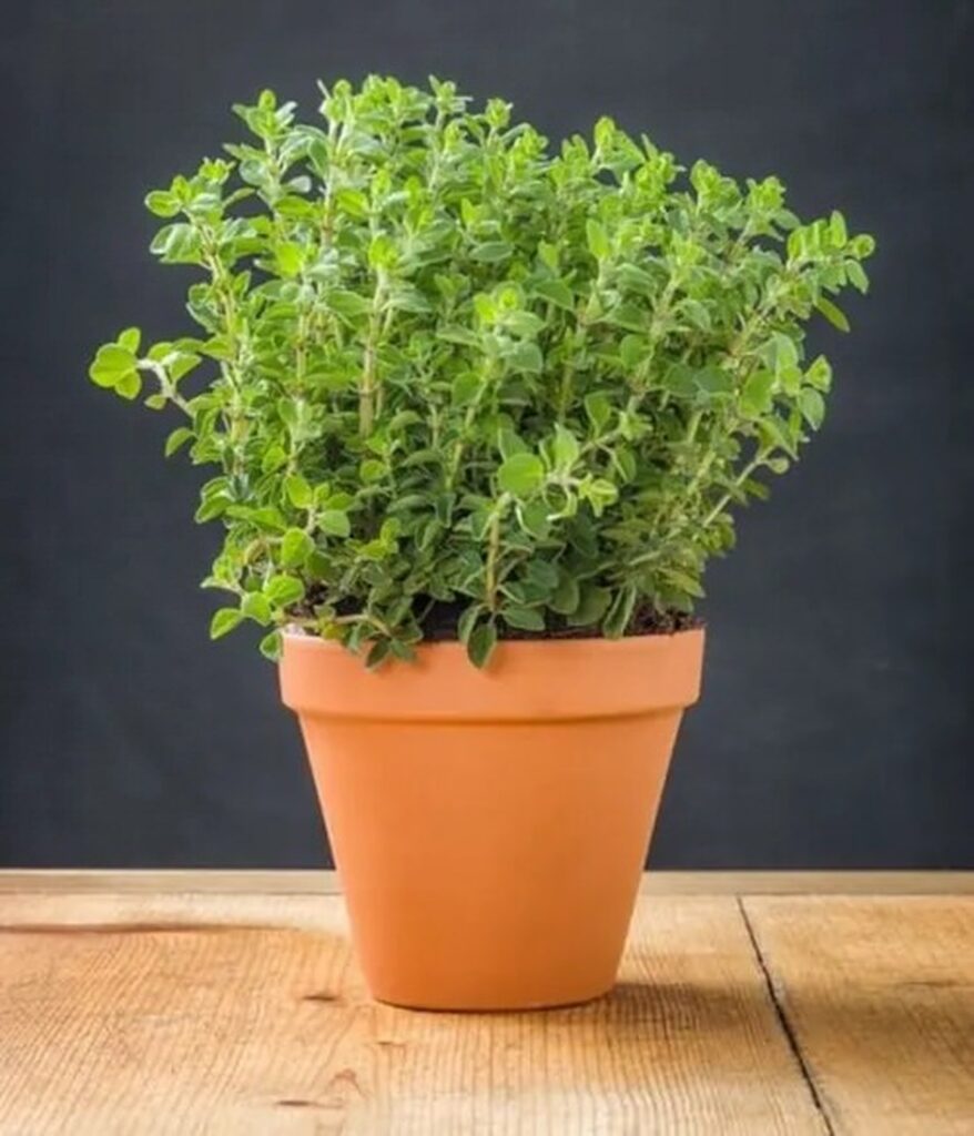 14 Effective Plants That Keep Lizards Away From Home & Garden