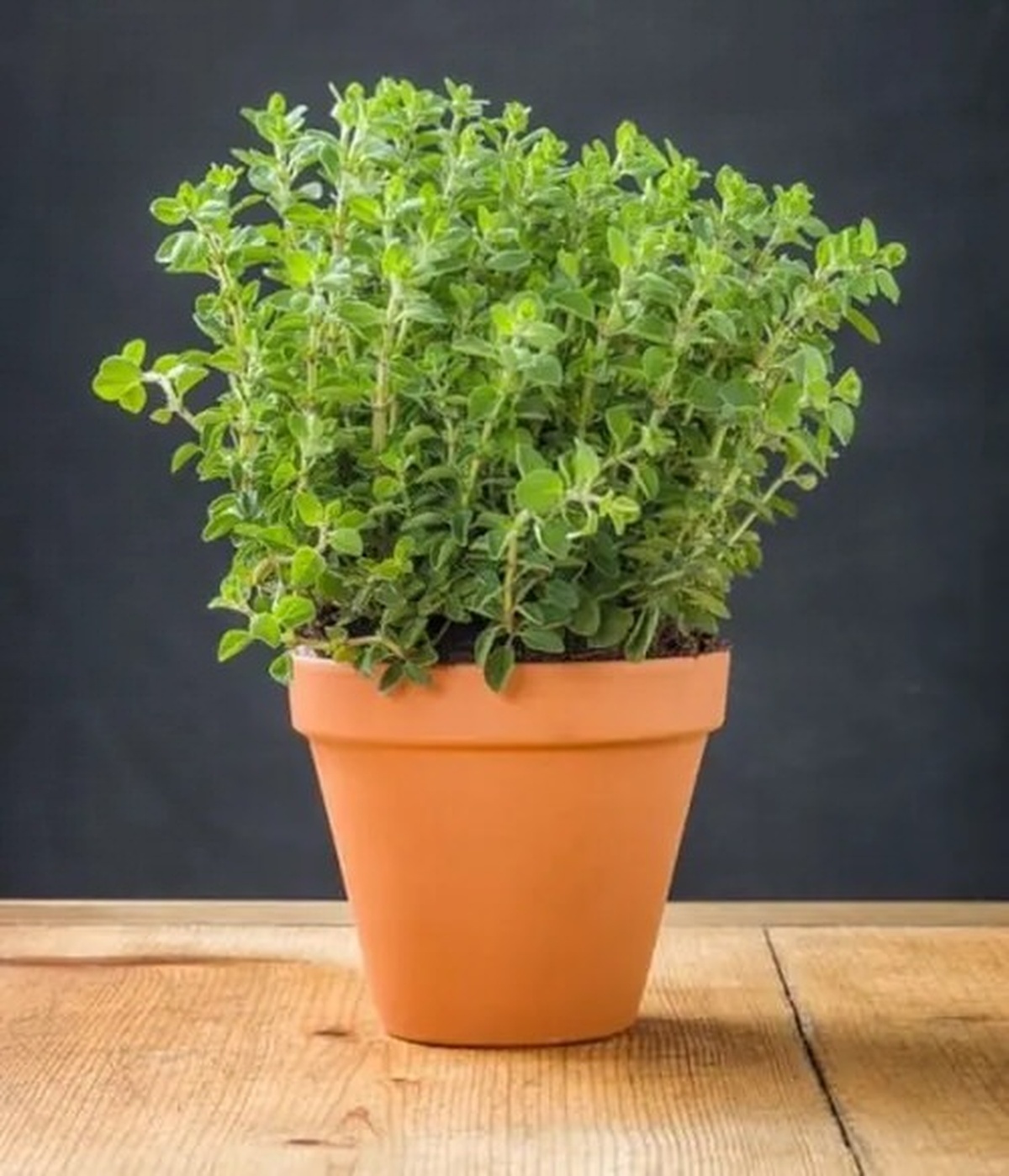 14 Effective Plants That Keep Lizards Away From Home & Garden