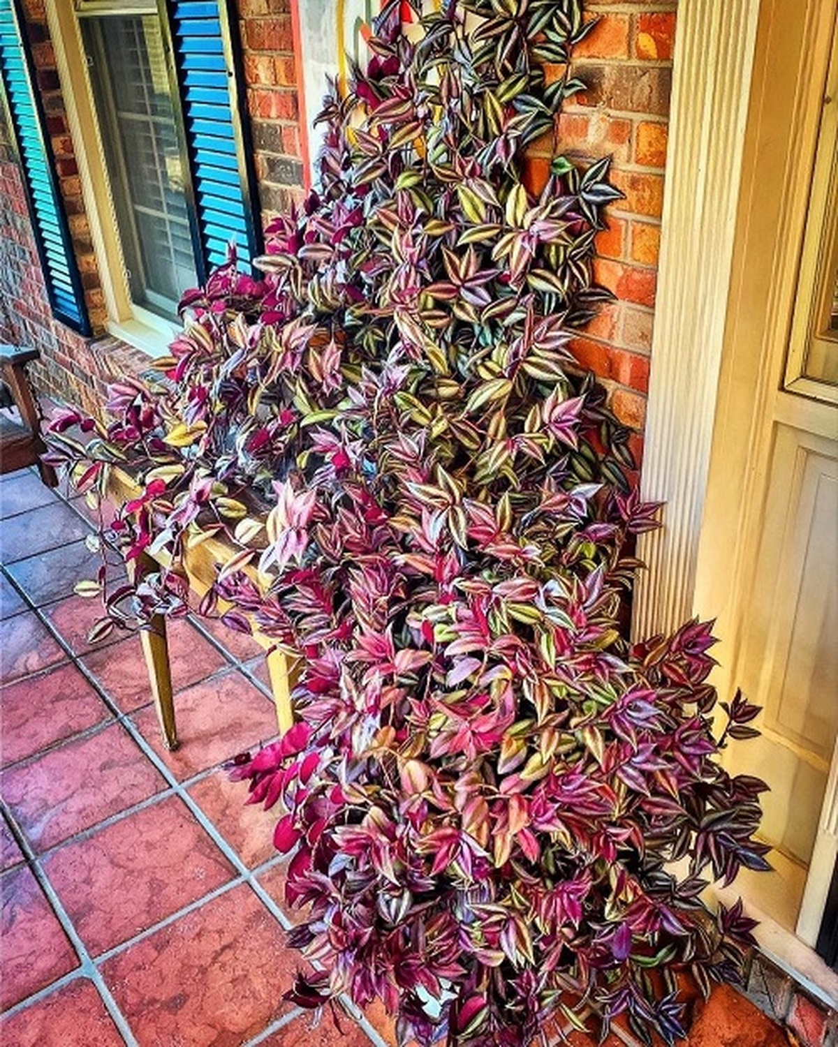 11 Simple Ways to Train Your Wandering Jew Plant Like a Pro