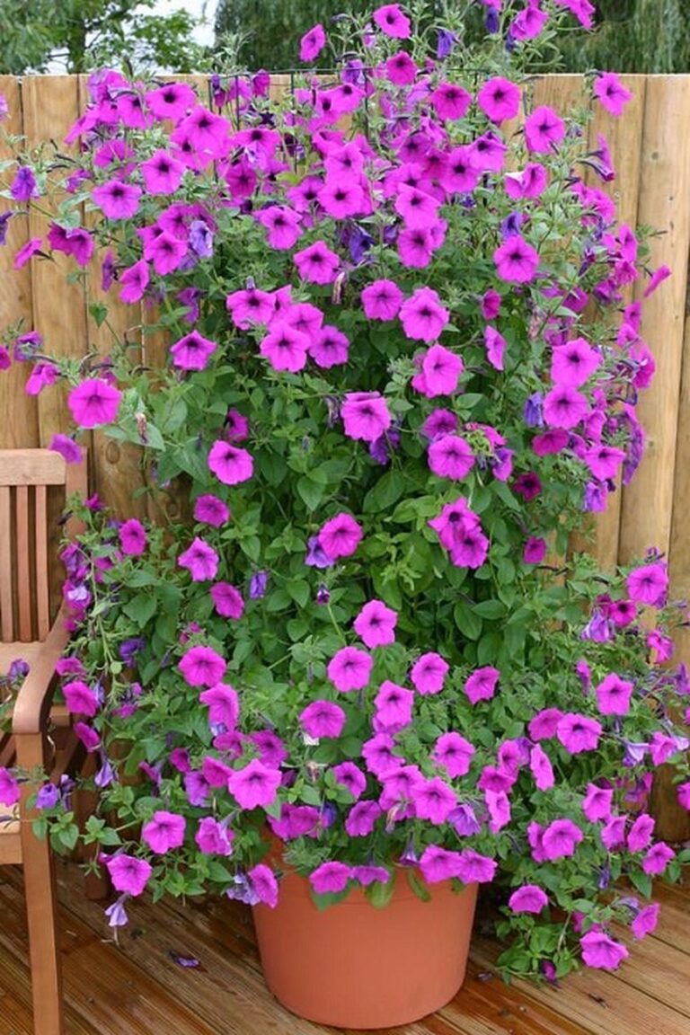 36 Gorgeous Violet Flowers to Brighten Your Garden Today