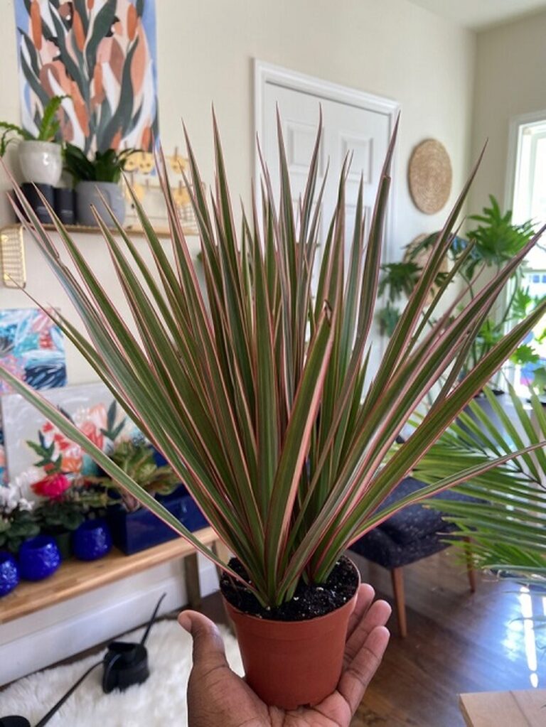 22 Stunning Plants with Sword Shaped Leaves to Freshen Your Space