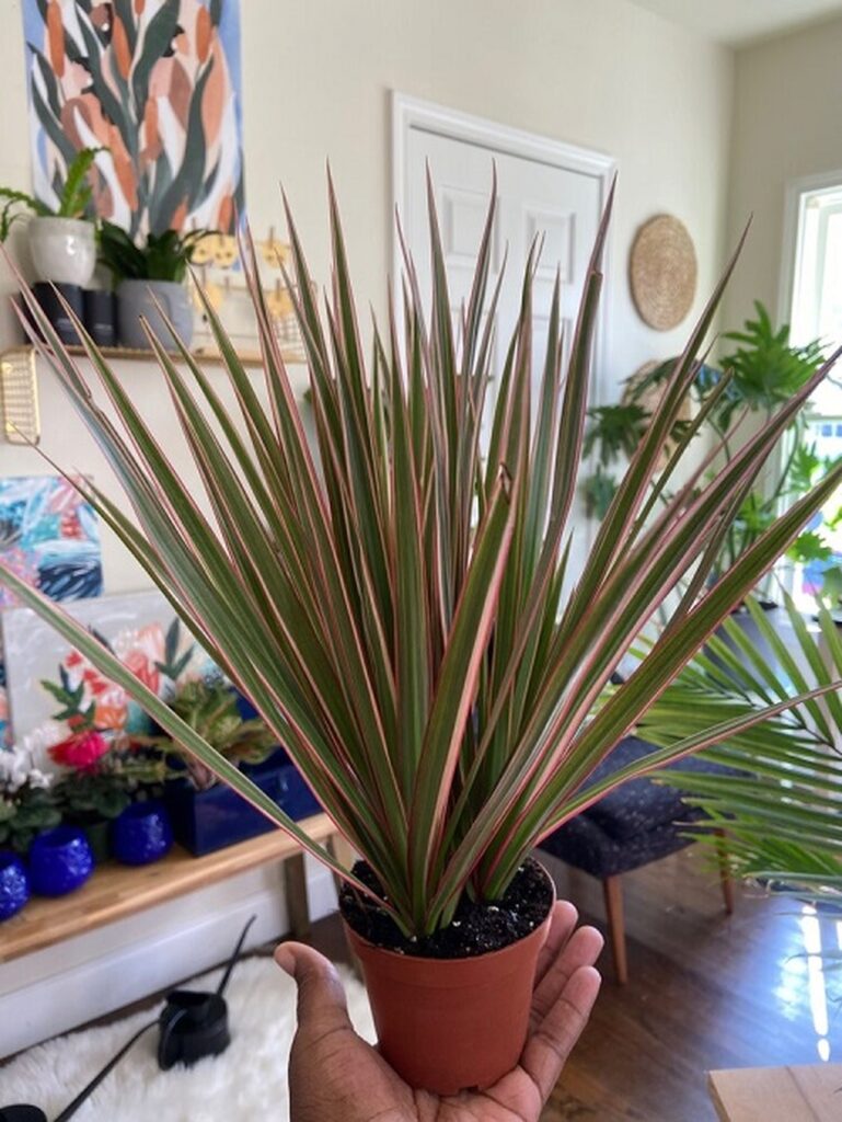 22 Stunning Plants with Sword Shaped Leaves to Freshen Your Space