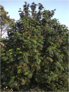 17 Stunning Trees That Look Like Ferns: Nature's Hidden Gems