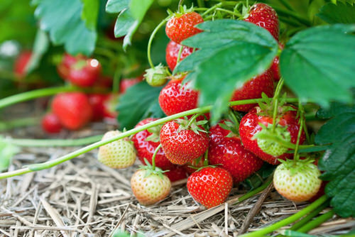 10 Brilliant Strawberry Growing Hacks That Actually Work