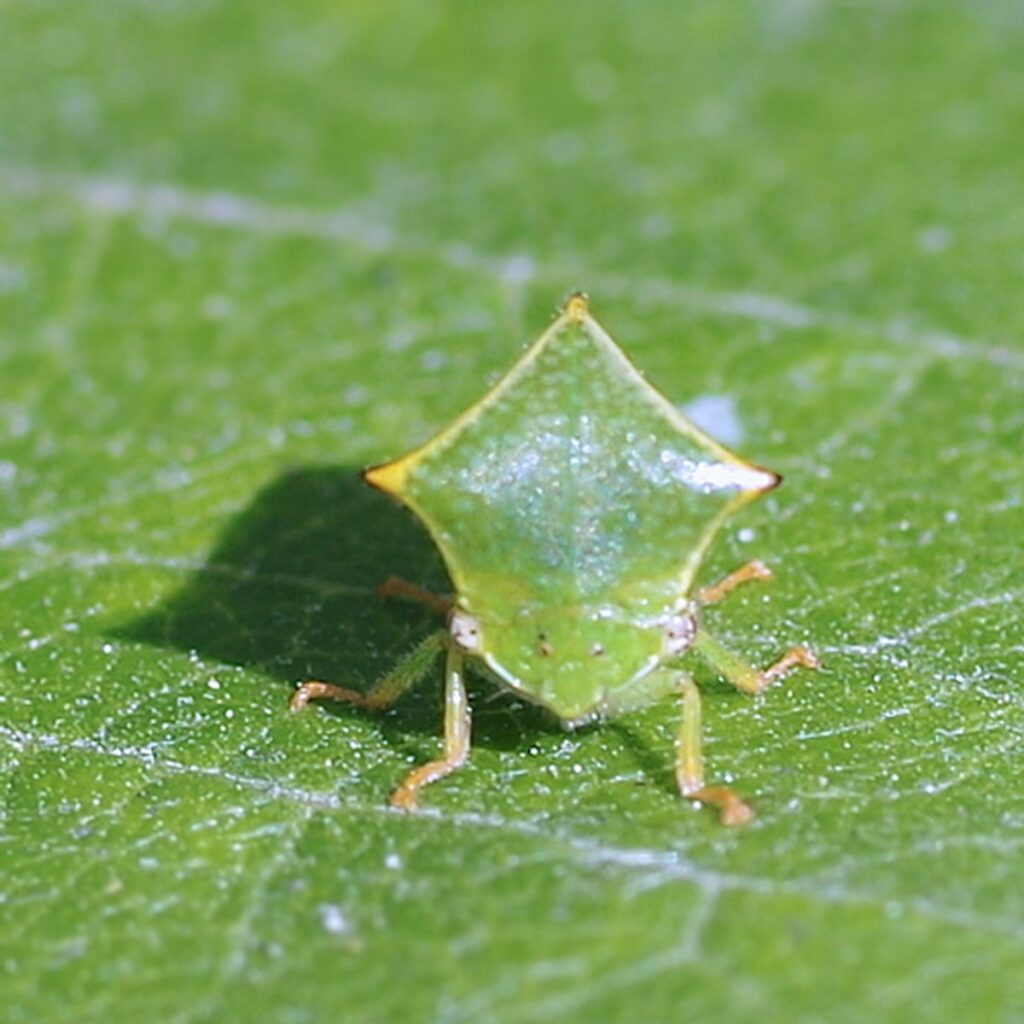 12 Fascinating Green Bugs That Look Like Leaves - Nature's Tricksters