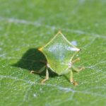 12 Fascinating Green Bugs That Look Like Leaves - Nature's Tricksters