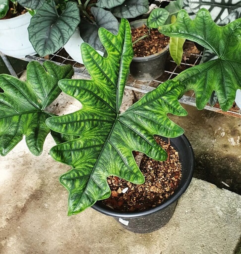 18 Breathtaking Artistic Plants That Transform Any Space