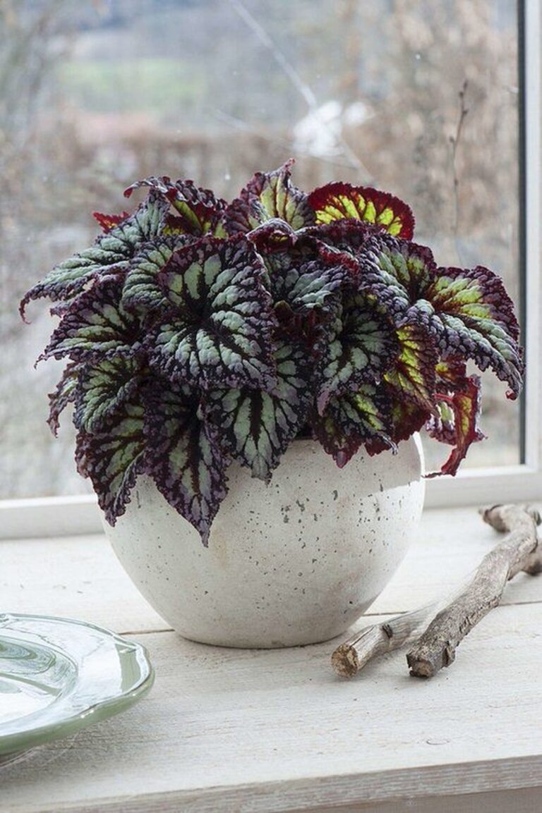 30 Gorgeous Types of Rex Begonia Varieties to Fall For