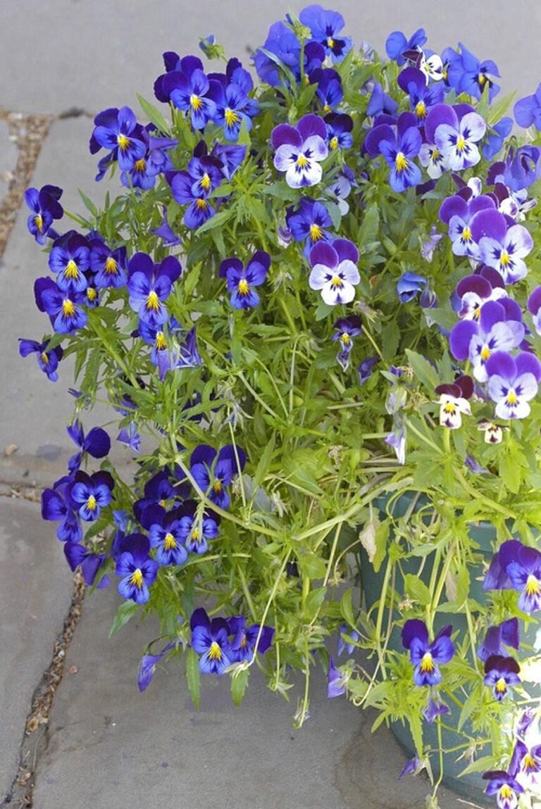 31 Amazing Small Flowers That Will Brighten Your Garden