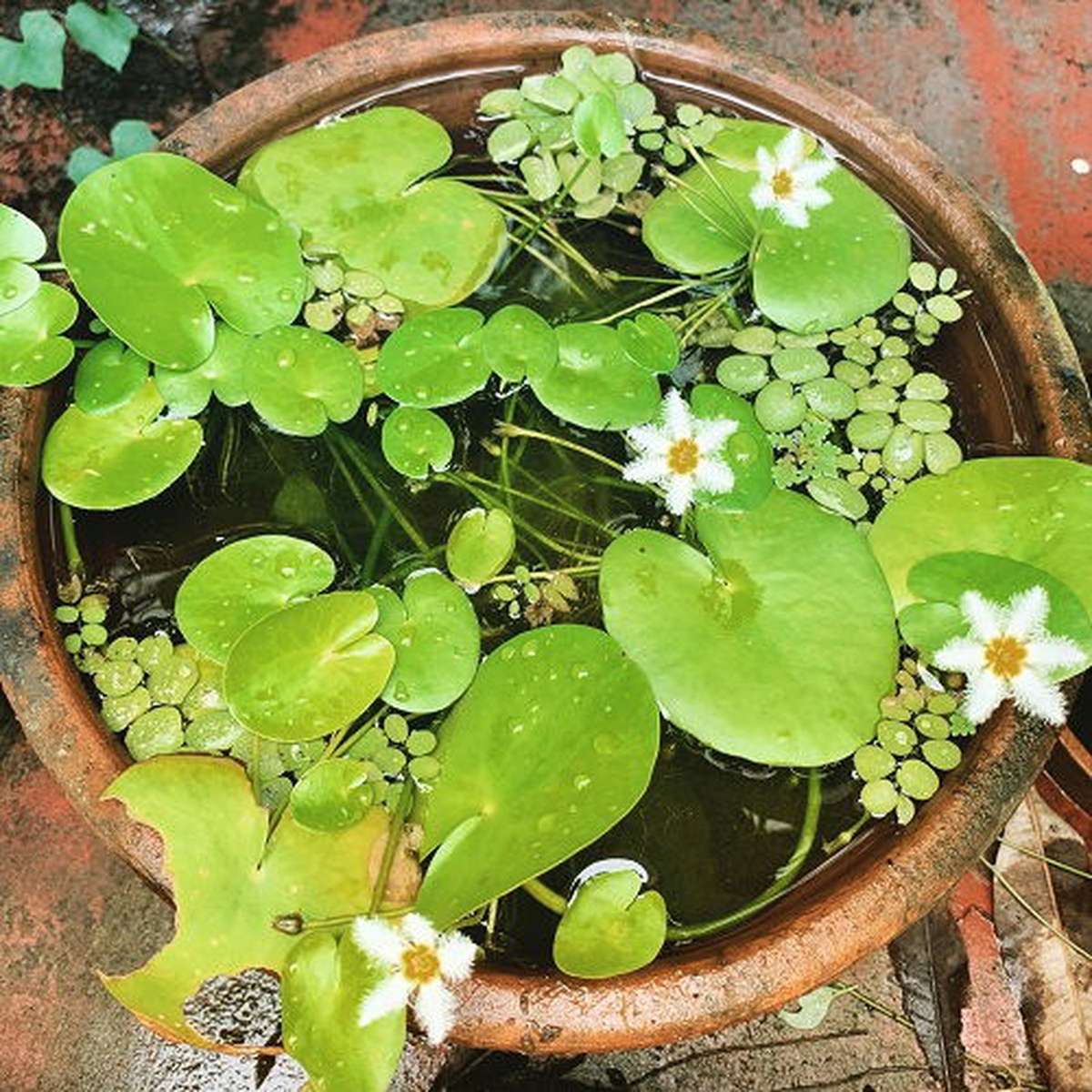 10 Stunning Floating Flowers That Float in Water Beautifully