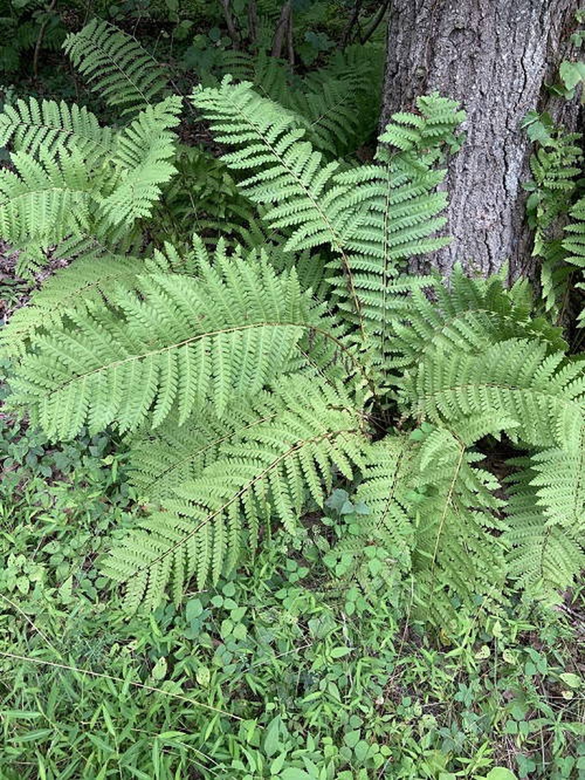 6 Beautiful Full Sun Ferns for the Garden That Thrive Easily