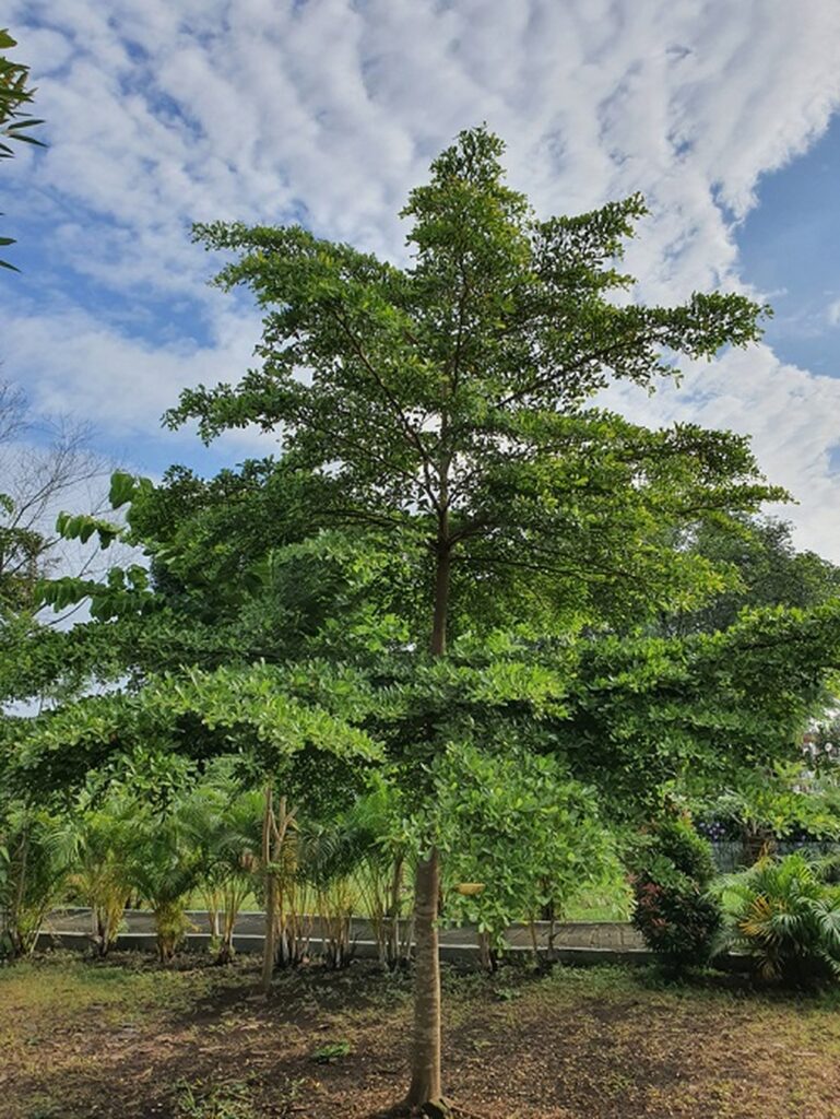 40 Enchanting Trees that Start With T to Explore