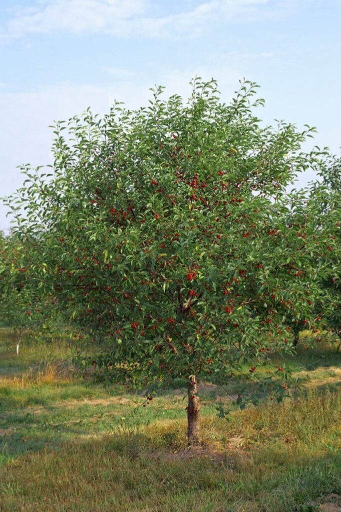 23 Stunning Trees with Red Berries for a Vibrant Garden