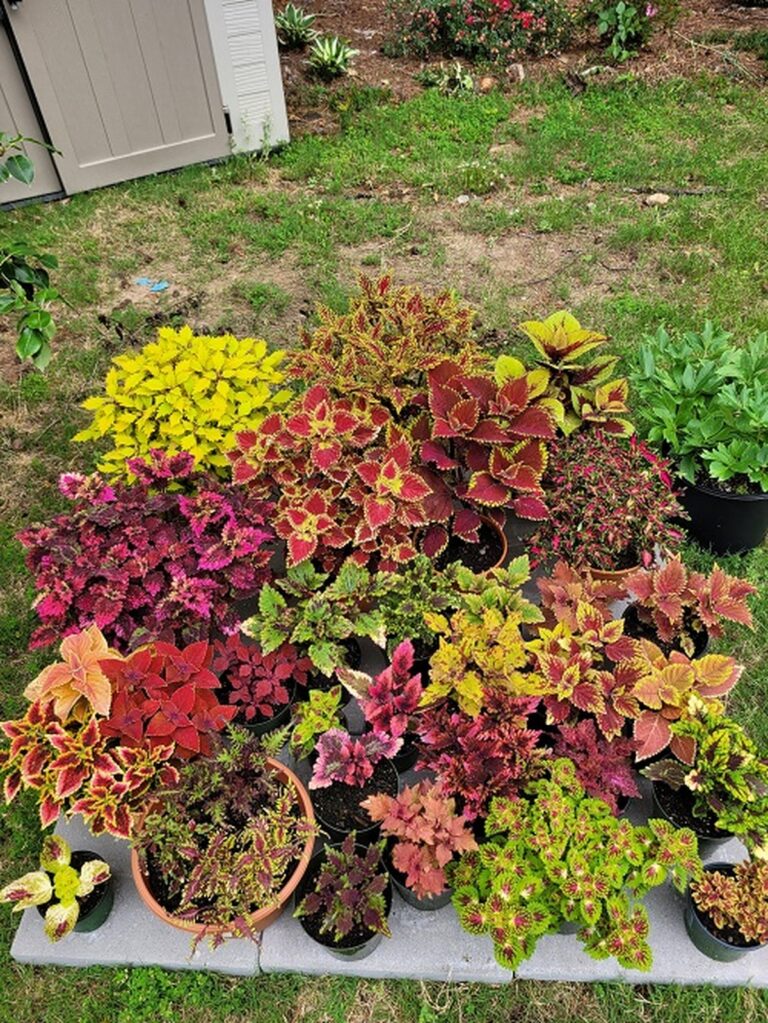 25 Brilliant Coleus Landscaping Ideas That Transform Gardens