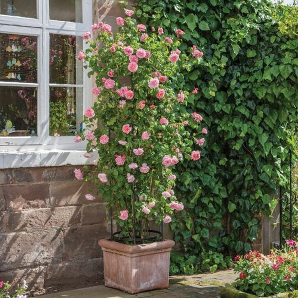 35 Gorgeous Vines for Containers Perfect for Your Garden Space