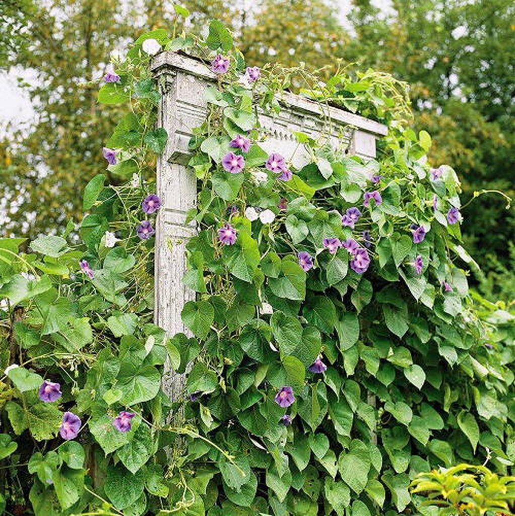 25 Gorgeous Morning Glory Trellis Ideas for a Blooming Garden