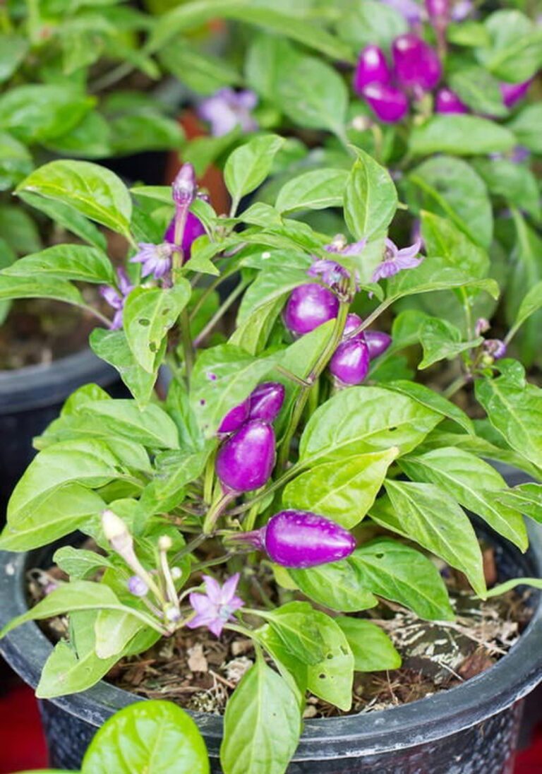 15 Stunning Ornamental Pepper Varieties: Can You Eat Them?