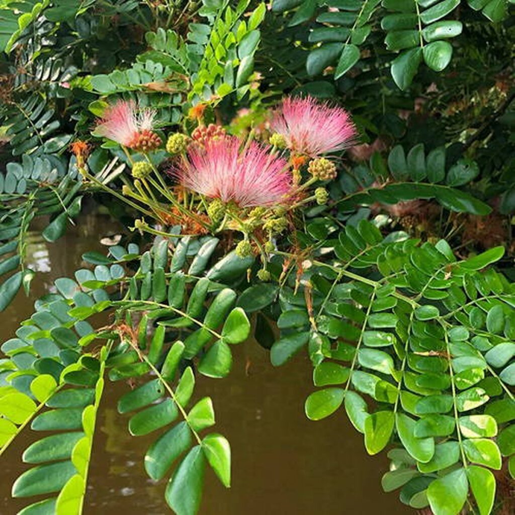 17 Stunning Trees That Look Like Ferns: Nature's Hidden Gems