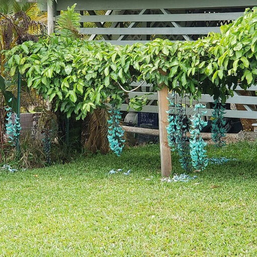 13 Beautiful Vines & Climbers With Blue Flowers That Amaze