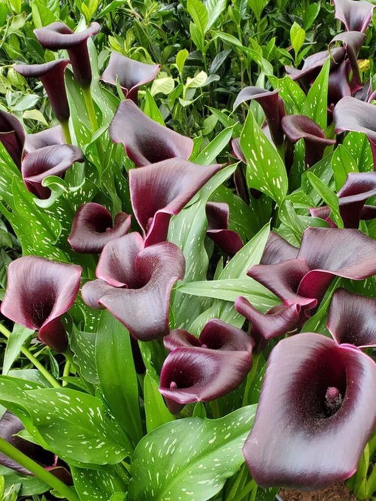 14 Beautiful Black Calla Lily Varieties That Amaze Every Time