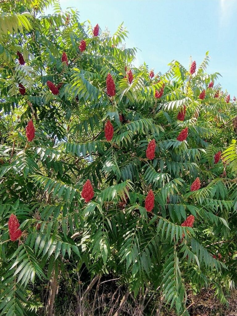 26 Gorgeous Shrubs and Bushes with Red Berries to Brighten Your Yard