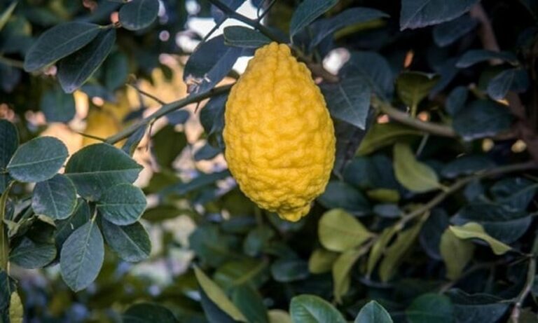 22 Different Types of Lemons (with Pictures)