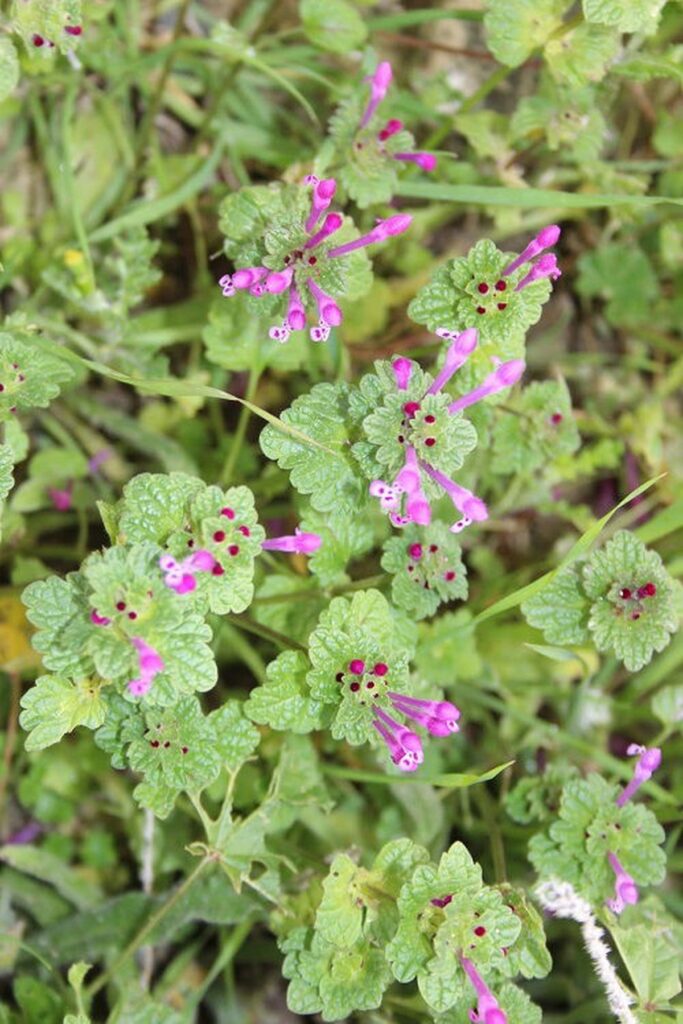 13 Surprising Plants That Look Just Like Mint But Aren't