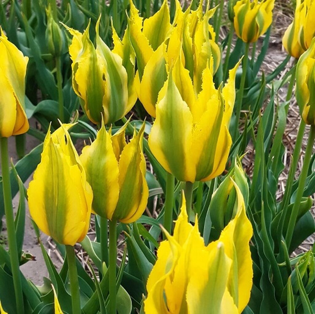 34 Enchanting Yellow Tulip Varieties to Brighten Your Garden