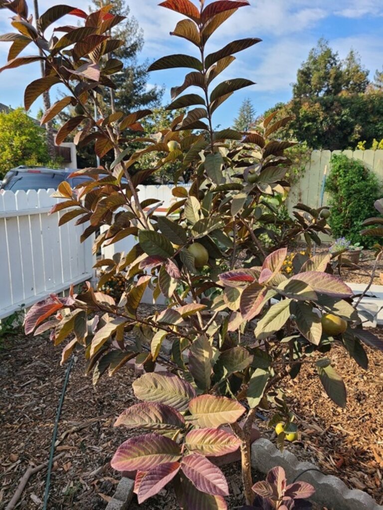 15 Exotic Trees With Red Leaves All Year for Your Garden