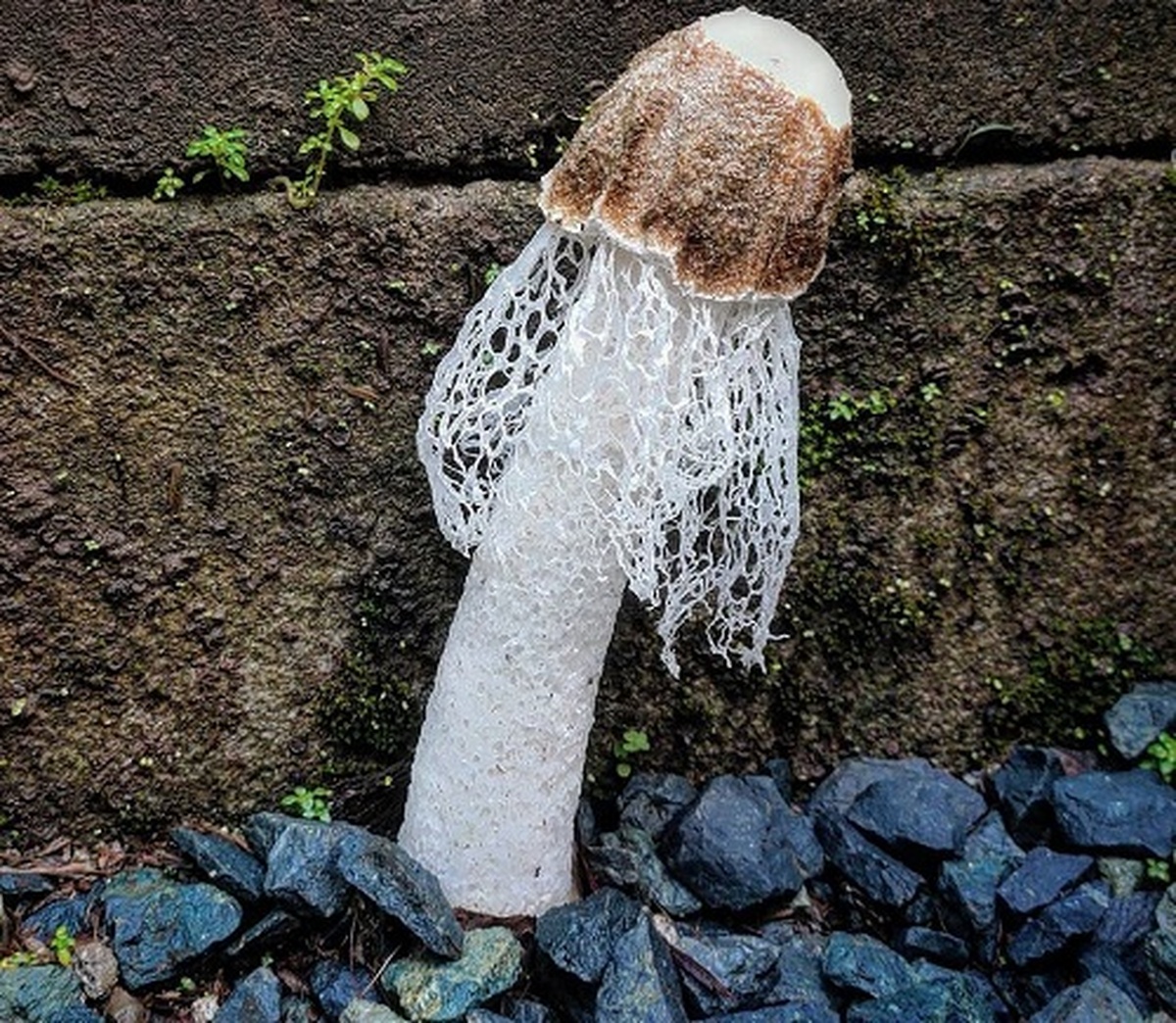 8 Fascinating Mushrooms that Look Like a Penis - Nature's Cheeky Designs