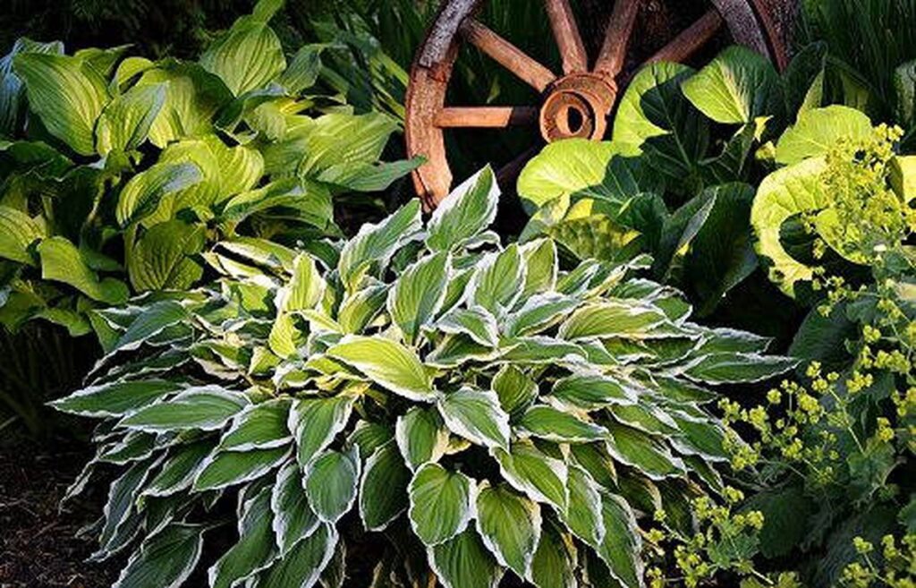 59 Stunning Types of Hostas: Discover These Beautiful Varieties