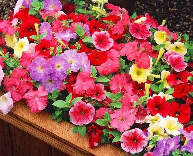 40 Stunning Types of Petunias That Brighten Any Garden