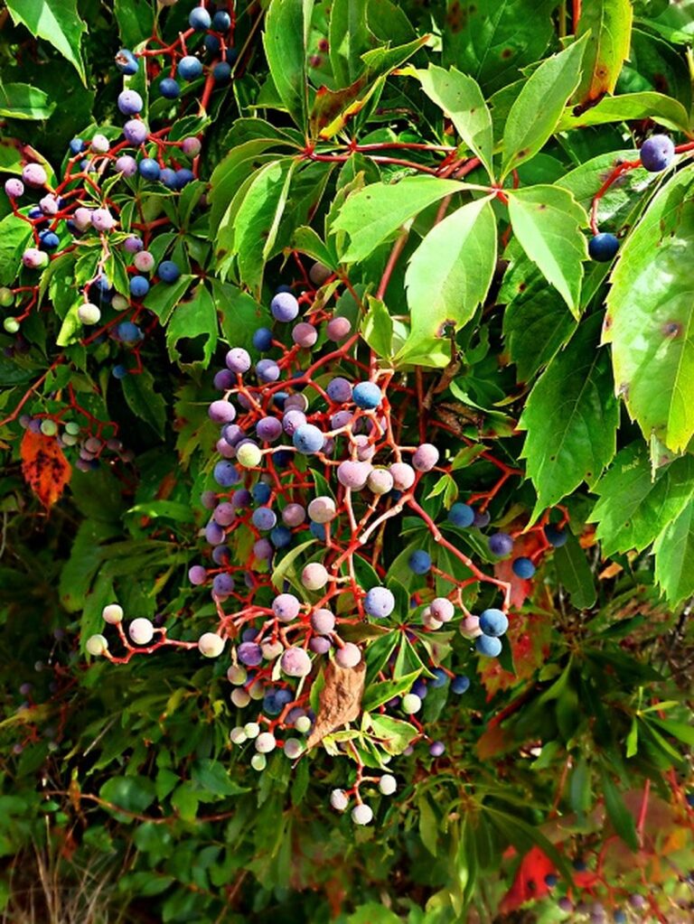 20 Exotic Weeds With Red Vines and Stems to Discover