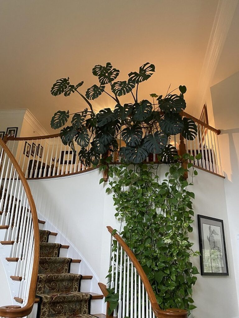 21 Beautiful Monstera Trellis Ideas for Plant Lovers