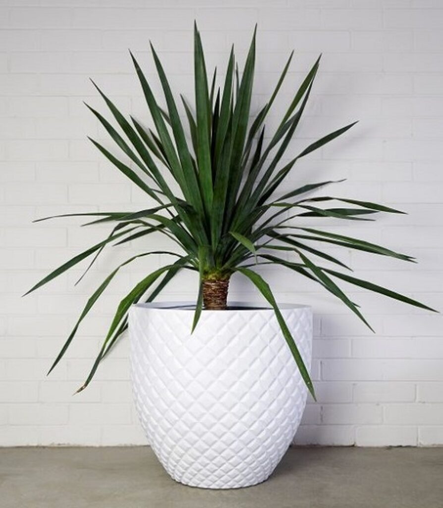 22 Stunning Plants with Sword Shaped Leaves to Freshen Your Space